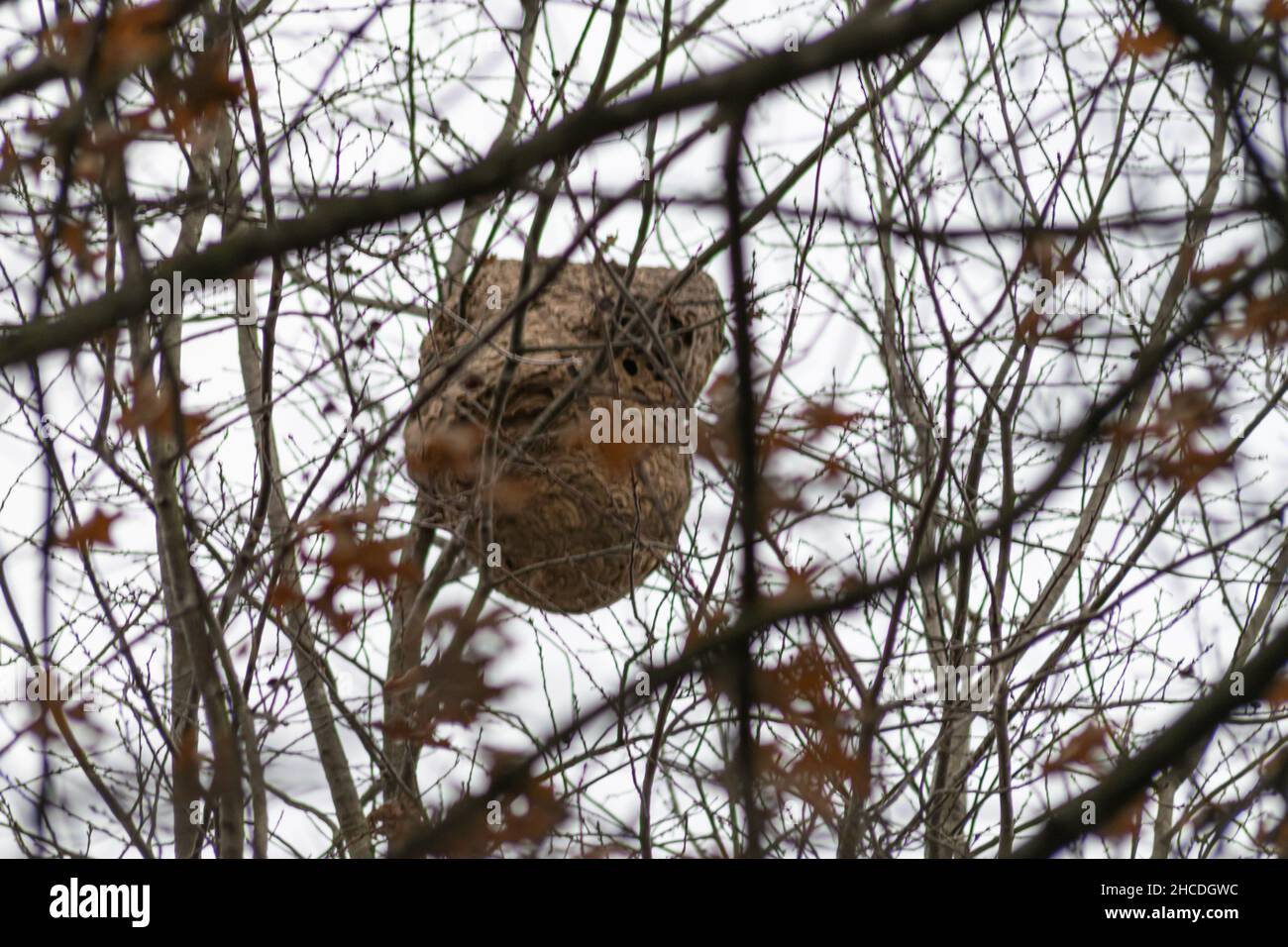 Trees amd insects hi-res stock photography and images - Alamy