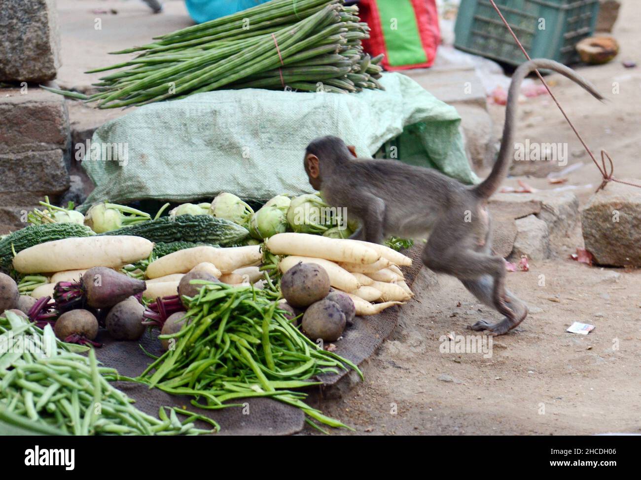 Naughty Macaque monkeys stealing veggies from vendors at the market in ...