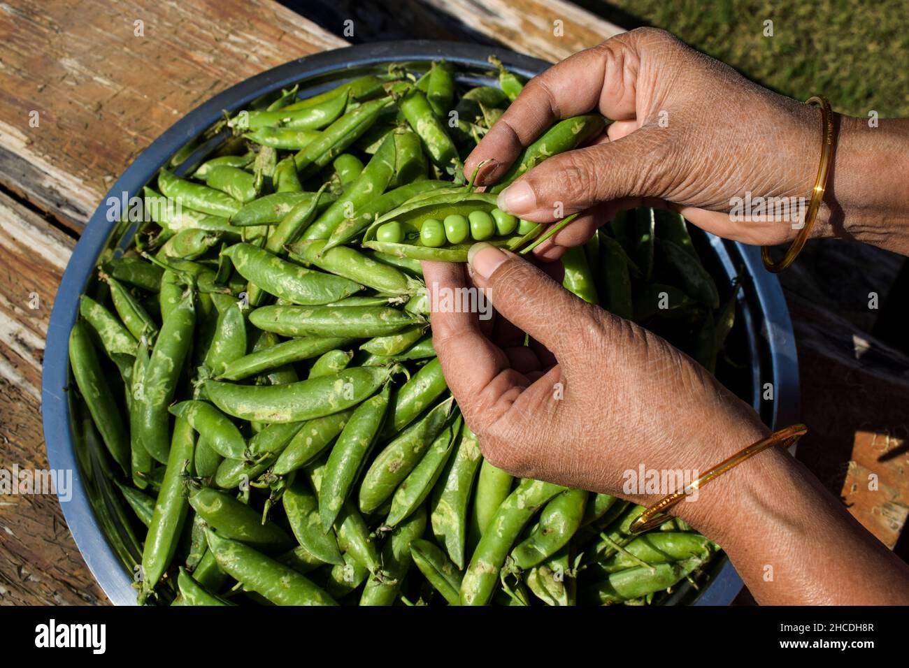 Matar farm hi-res stock photography and images - Alamy