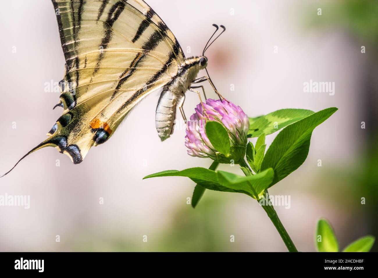 Beautiful Butterfly Scarce Swallowtail, Sail Swallowtail, Pear-tree ...