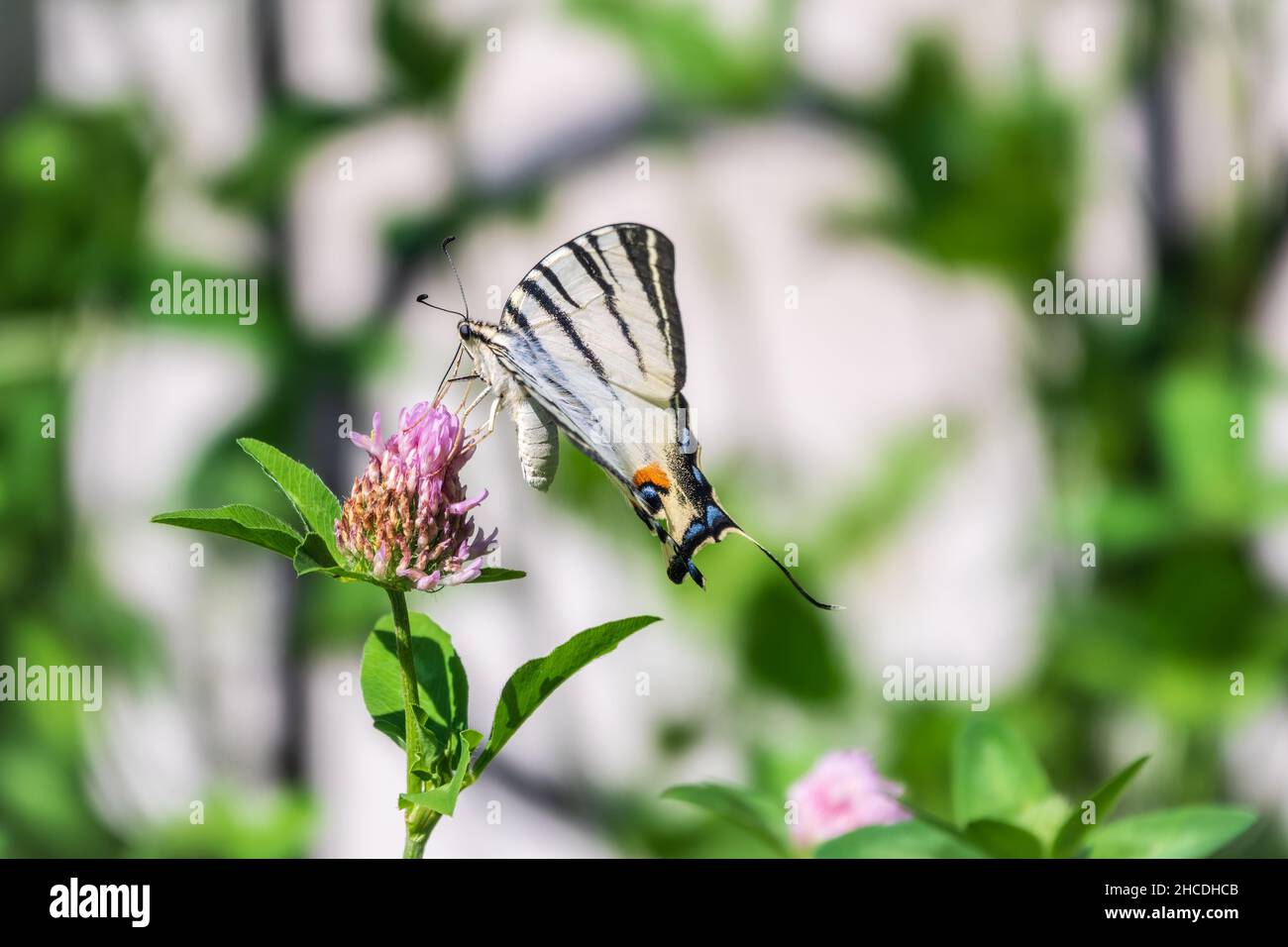 Beautiful Butterfly Scarce Swallowtail, Sail Swallowtail, Pear-tree ...