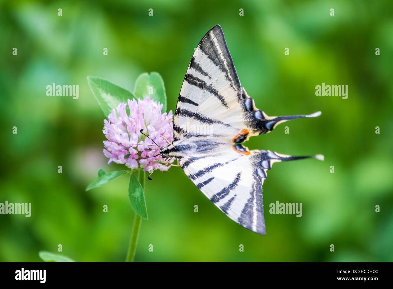 Beautiful Butterfly Scarce Swallowtail, Sail Swallowtail, Pear-tree ...