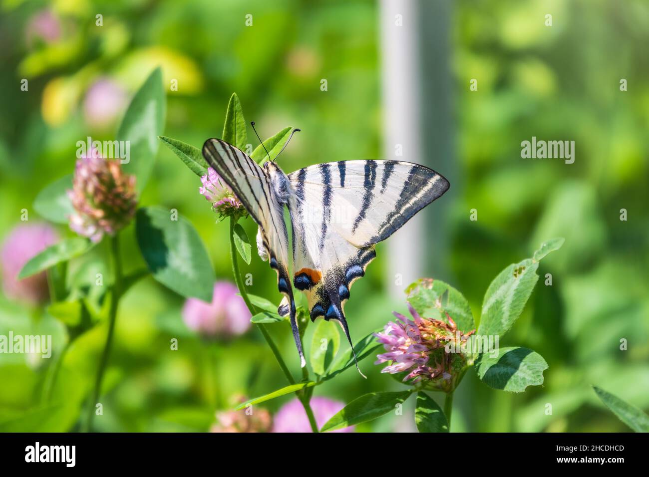 Beautiful Butterfly Scarce Swallowtail, Sail Swallowtail, Pear-tree ...
