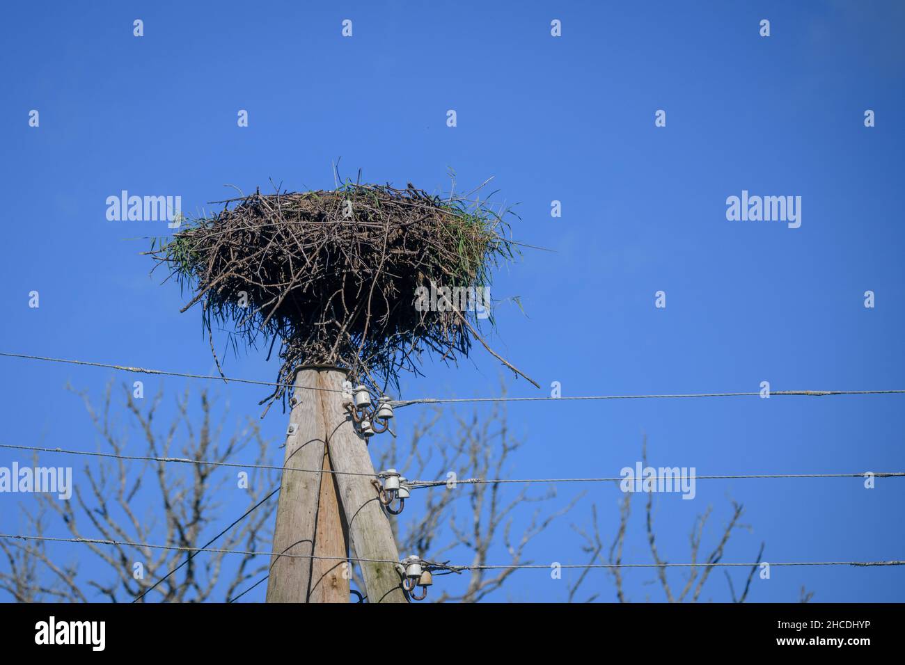 Selective focus photo. White stork nest on electrical pole Stock Photo ...