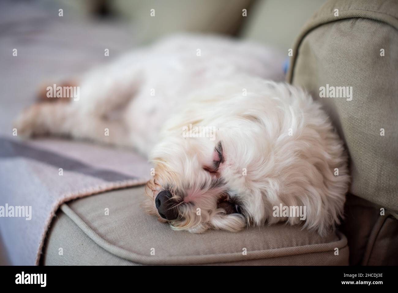 Adorable poodle laying on sofa Stock Photo - Alamy