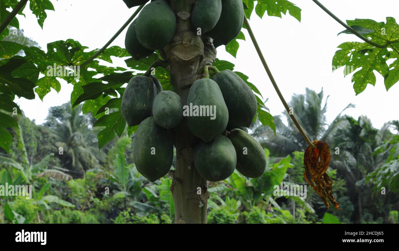 Immature Tree High Resolution Stock Photography and Images - Alamy