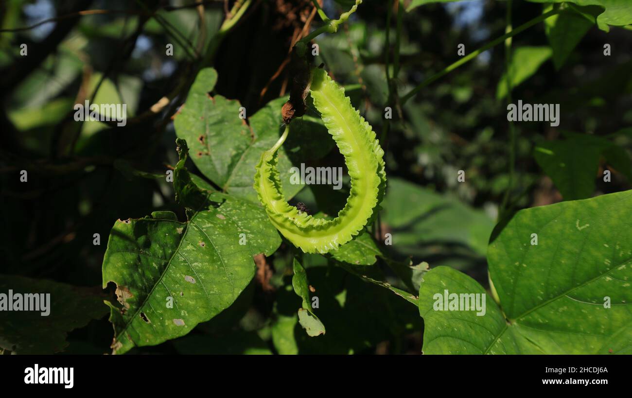 Winged bean hi-res stock photography and images - Alamy