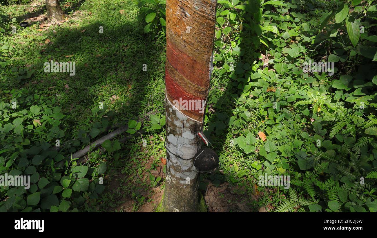 Rubber tapping hi-res stock photography and images - Alamy