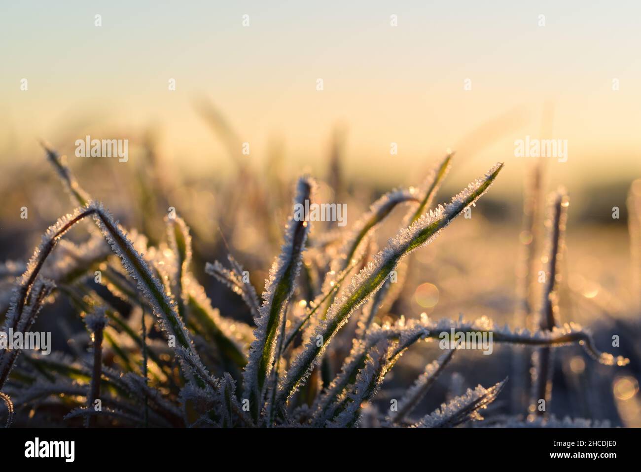 Close up of frost covered grass with the sun rising behind Stock Photo ...