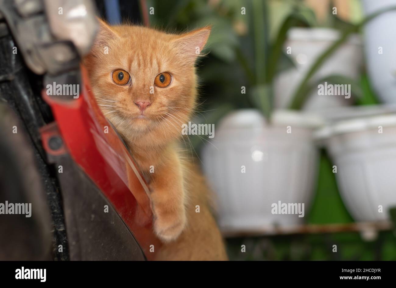 Cat on motorbike hi-res stock photography and images - Alamy