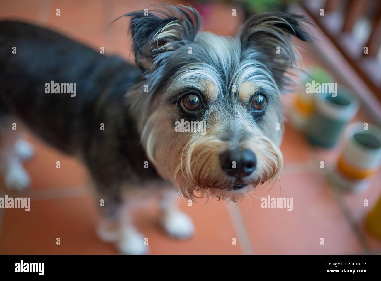 Female terrier dog shot up close Stock Photo - Alamy