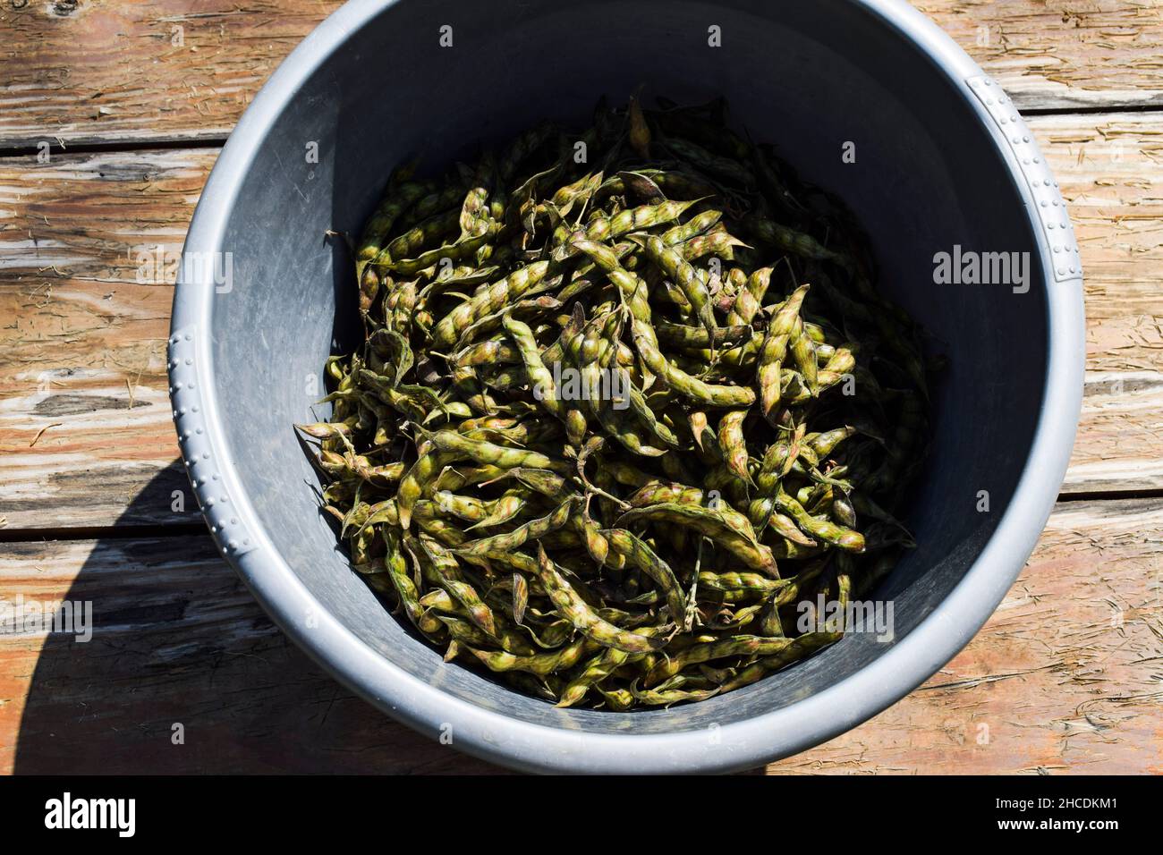 Pigeonpeas hi-res stock photography and images - Alamy
