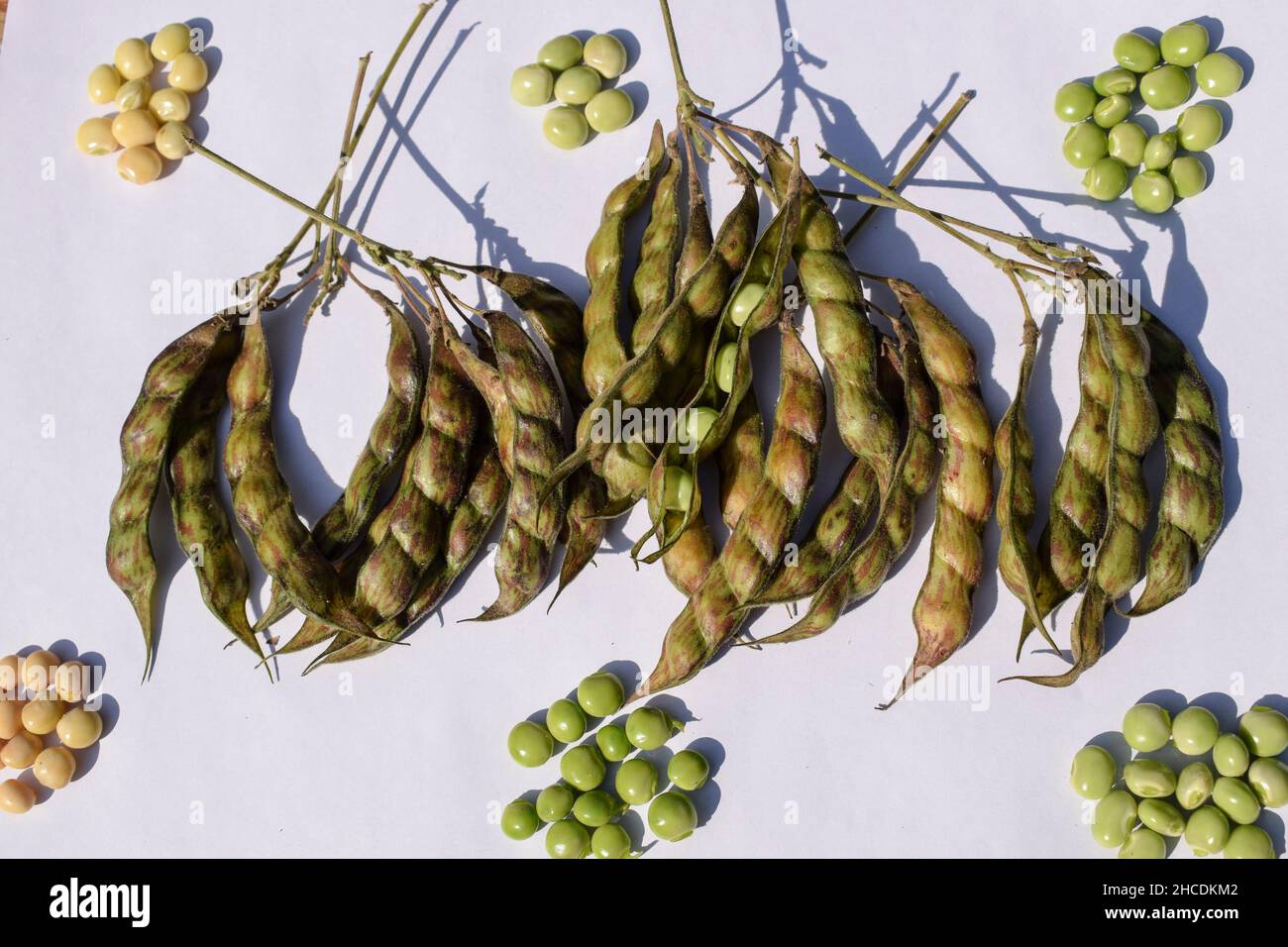 Fresh raw Pigeon pea vegetable on white background. Indian subtropical ...