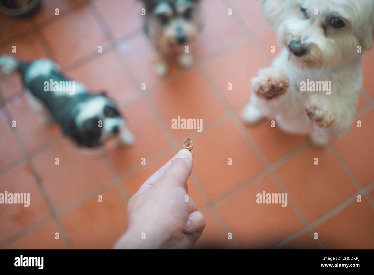 Dog jumping for treats hi-res stock photography and images - Alamy