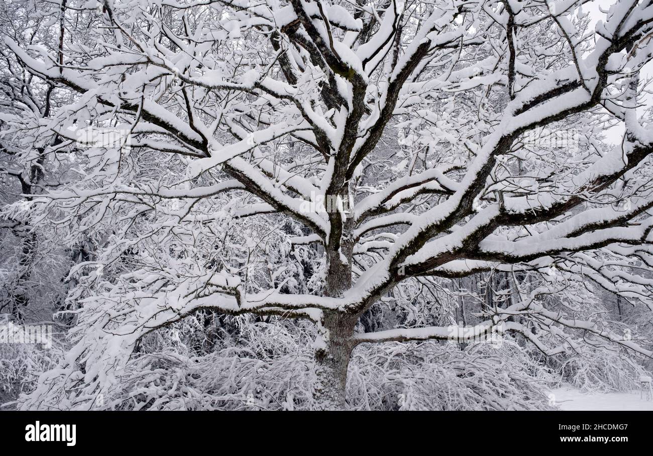 Snow covered oak tree in Kemeri National Park, Latvia Stock Photo - Alamy