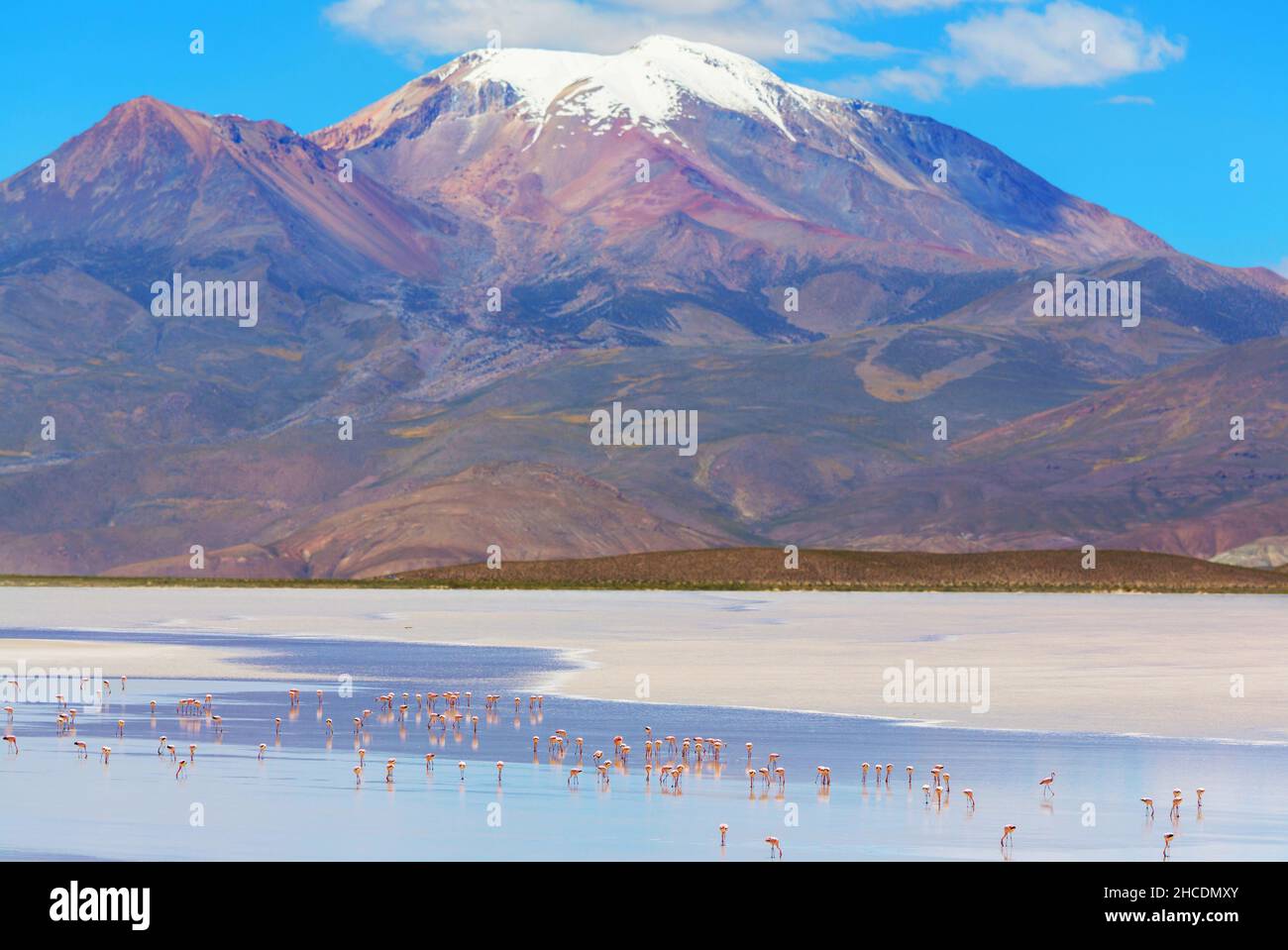 Flamingo in the lake of Bolivian Altiplano wildlife nature wilderness ...