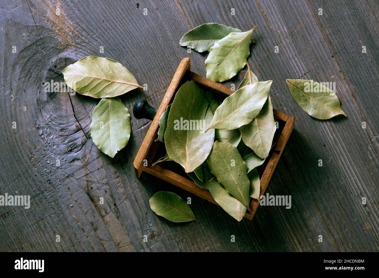 Laurel laurel laurus nobilis hi-res stock photography and images - Alamy