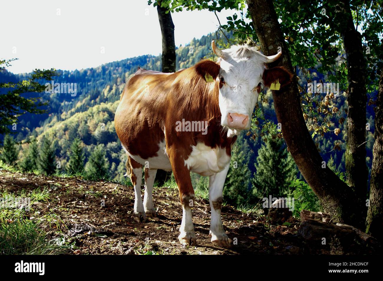 Bull stands hi-res stock photography and images - Alamy