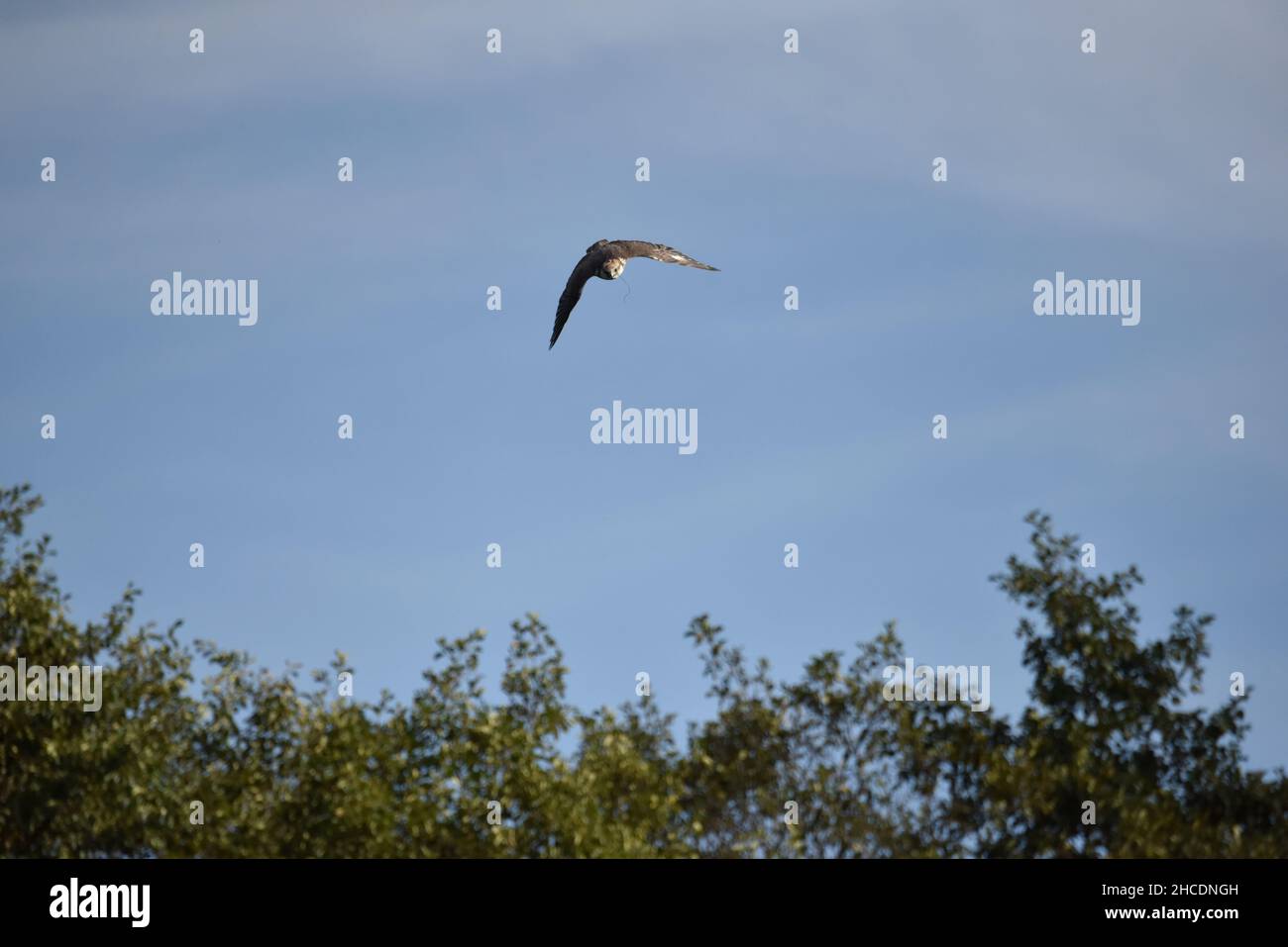 Red Kite milvus milvus liiegend Hannover ,Deutschland .Falke im Flug ...