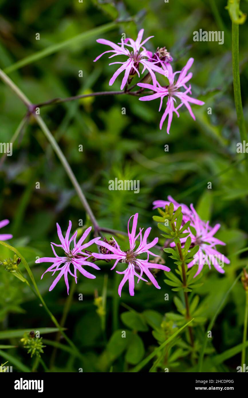 Caryophyllaceae flower in meadow, macro Stock Photo - Alamy