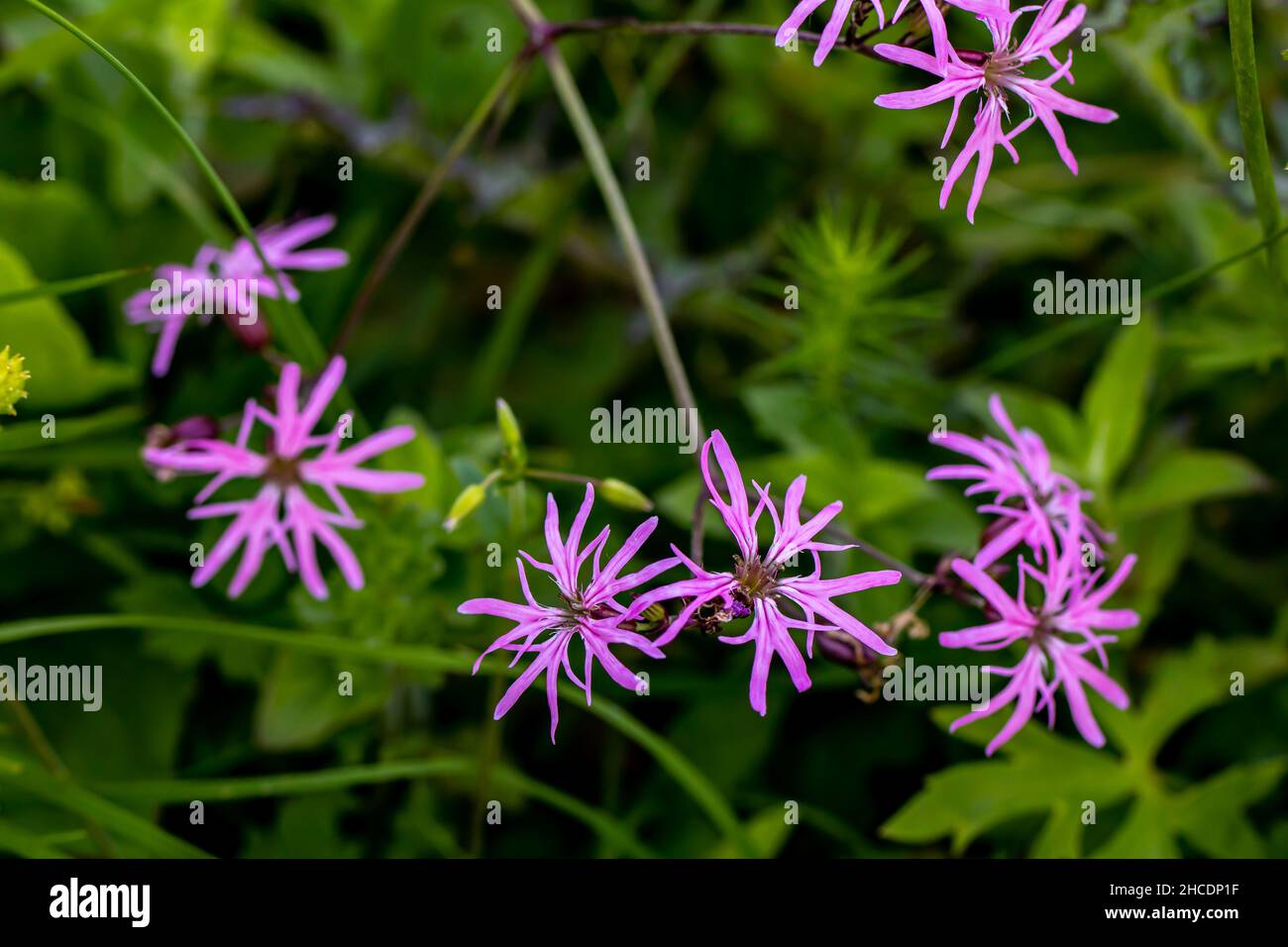 Carnation family hi-res stock photography and images - Alamy