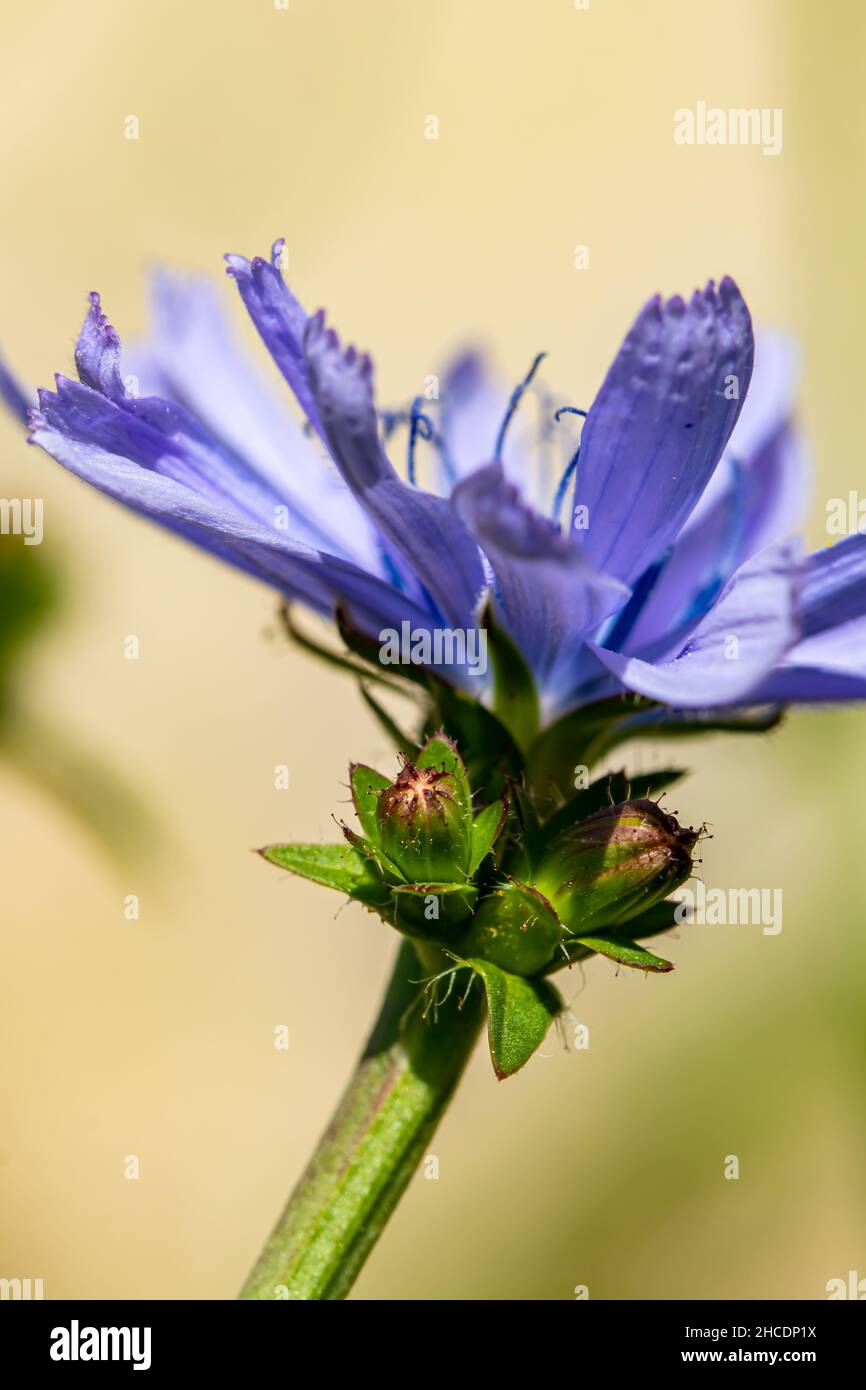 Cichorium intybus flower in meadow, close up Stock Photo - Alamy