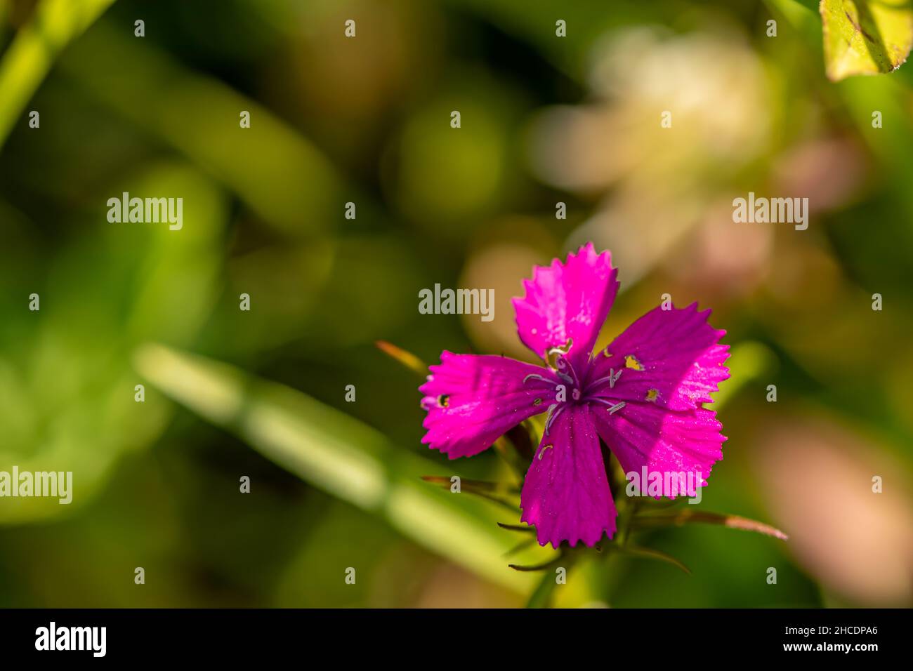 Dianthus barbatus flower growing in mountainsDianthus barbatus flower ...
