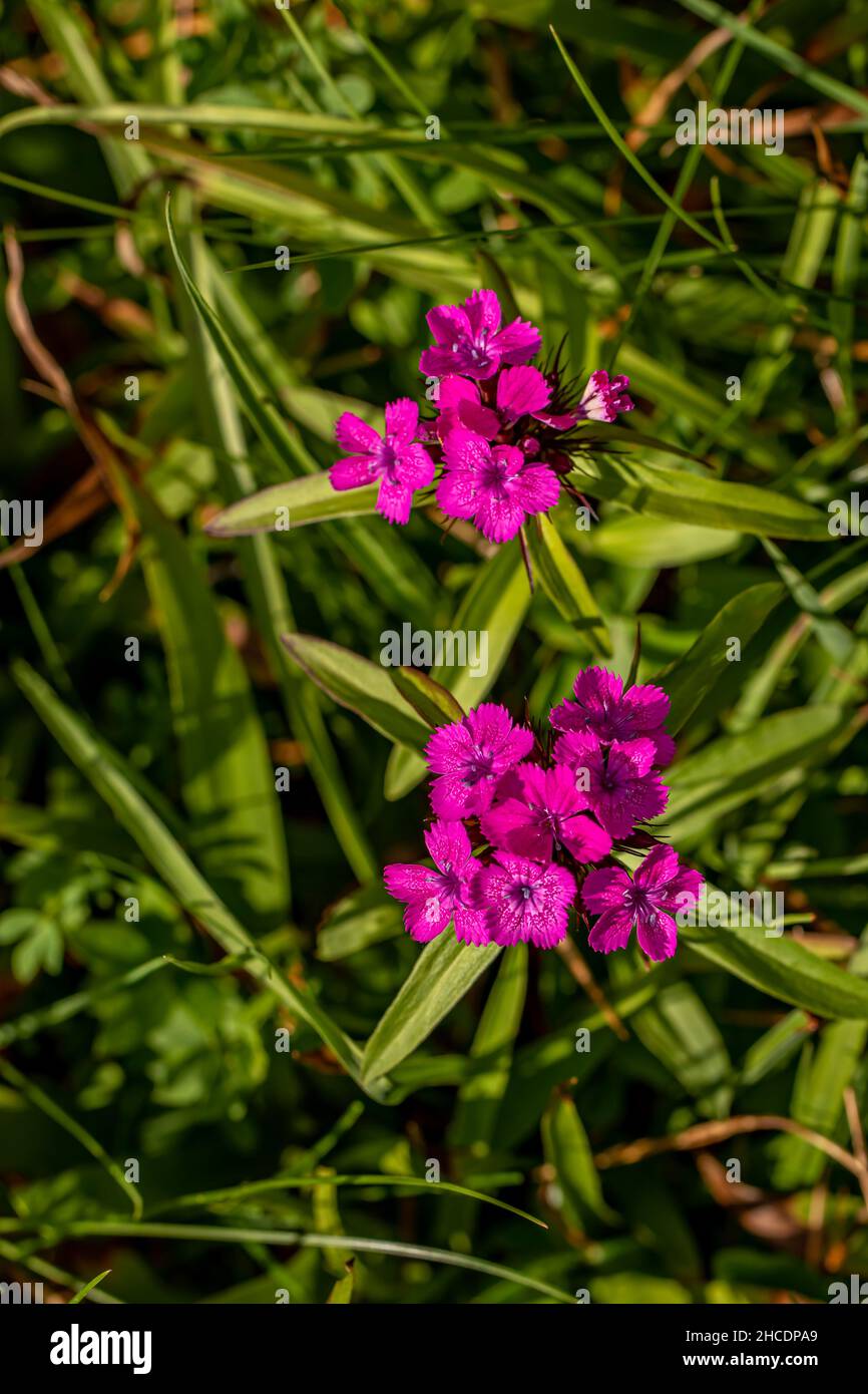 Dianthus barbatus flower growing in mountains, close up shoot Stock ...