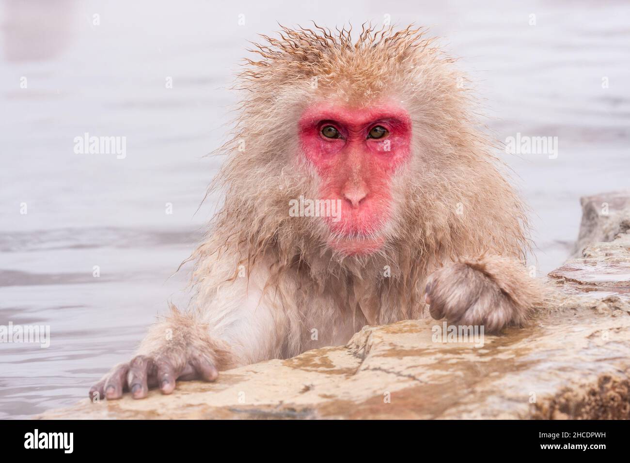 Portrait of snow monkey, Jigokudani Yaen-Koen, Japan Stock Photo - Alamy