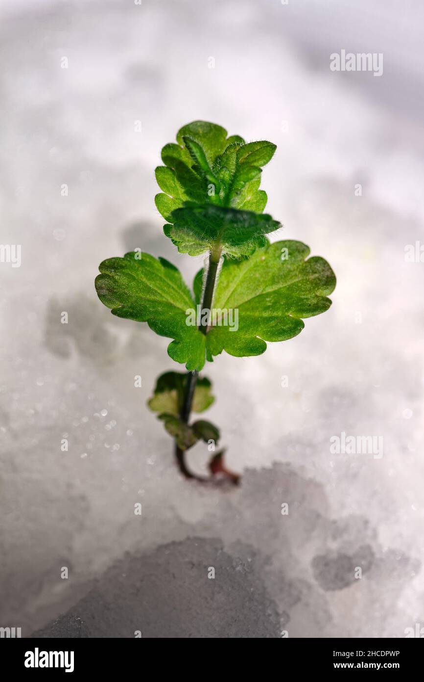 Flower or young green leaf appeared in cold snow. World of wonder ...