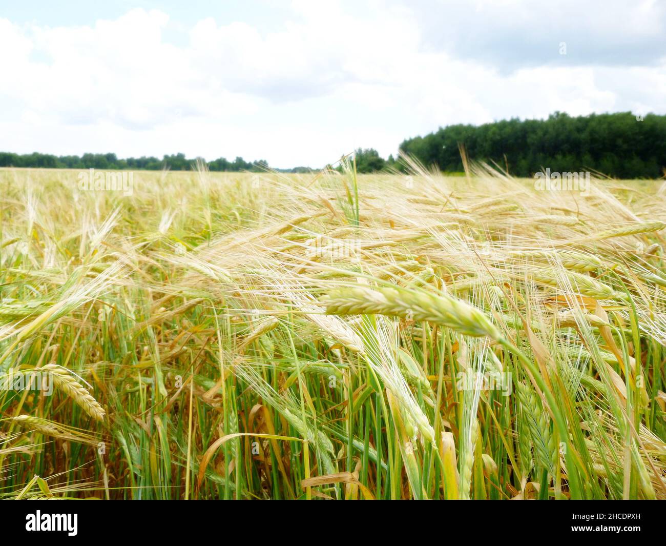 Agricultural rye field under sky with clouds. Harvest theme. Rural ...
