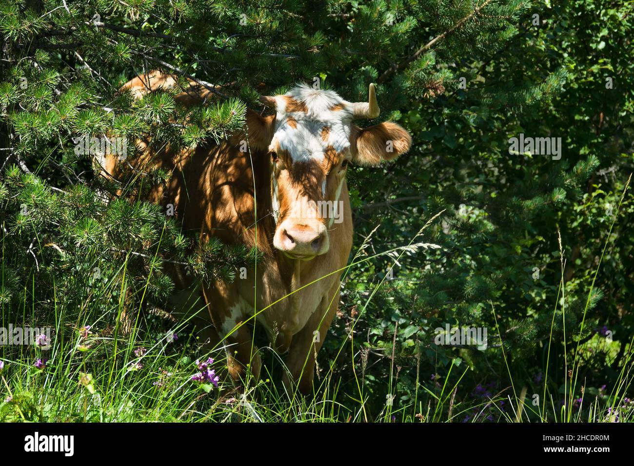 Cow in a southern forest meadow Stock Photo - Alamy