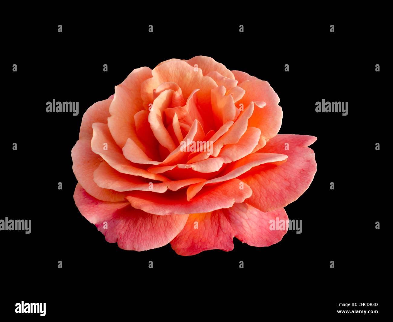 Scarlet rose hi-res stock photography and images - Alamy