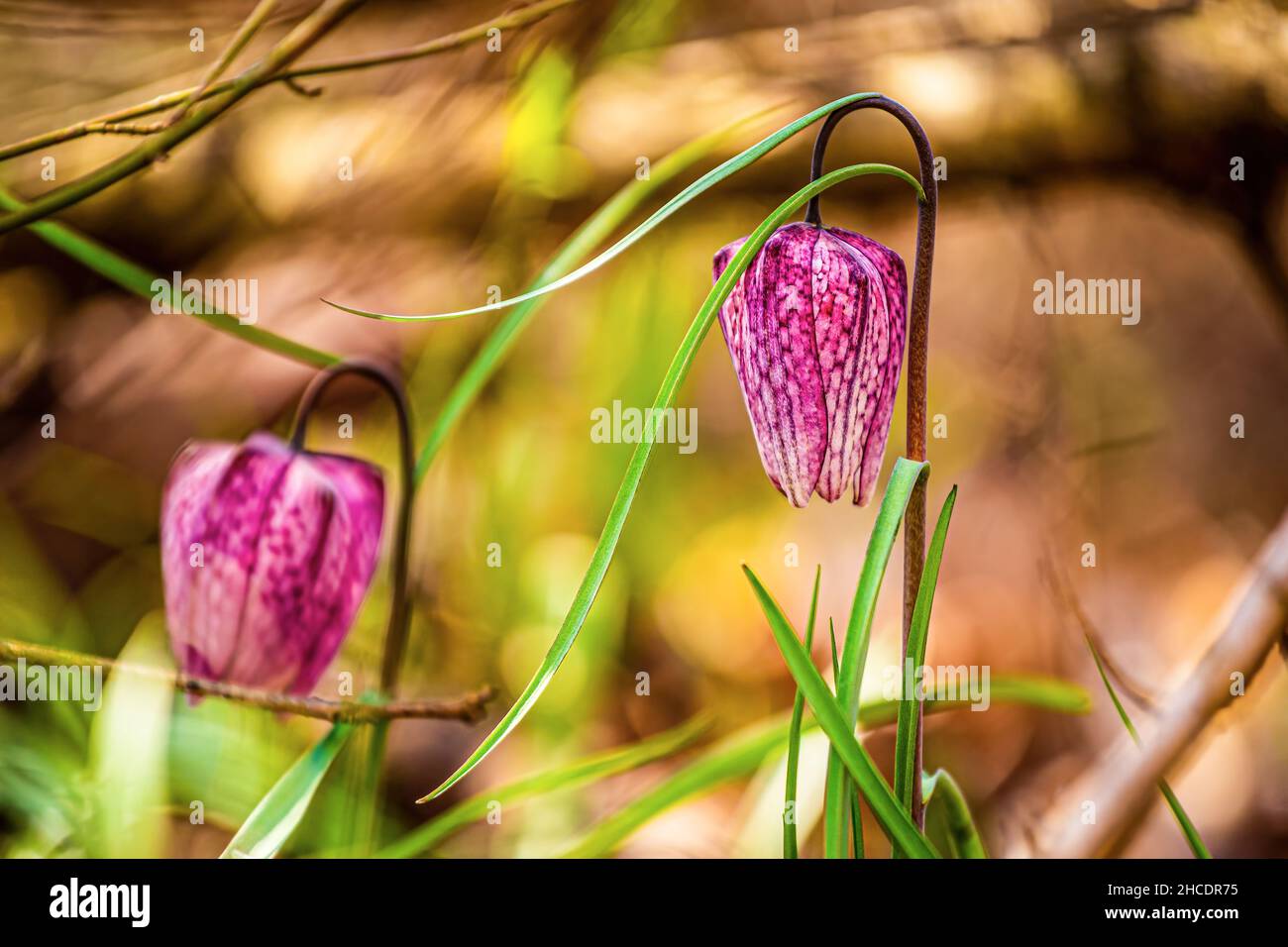 The snake’s head or the chess flower - Fritillaria meleagris is an ...