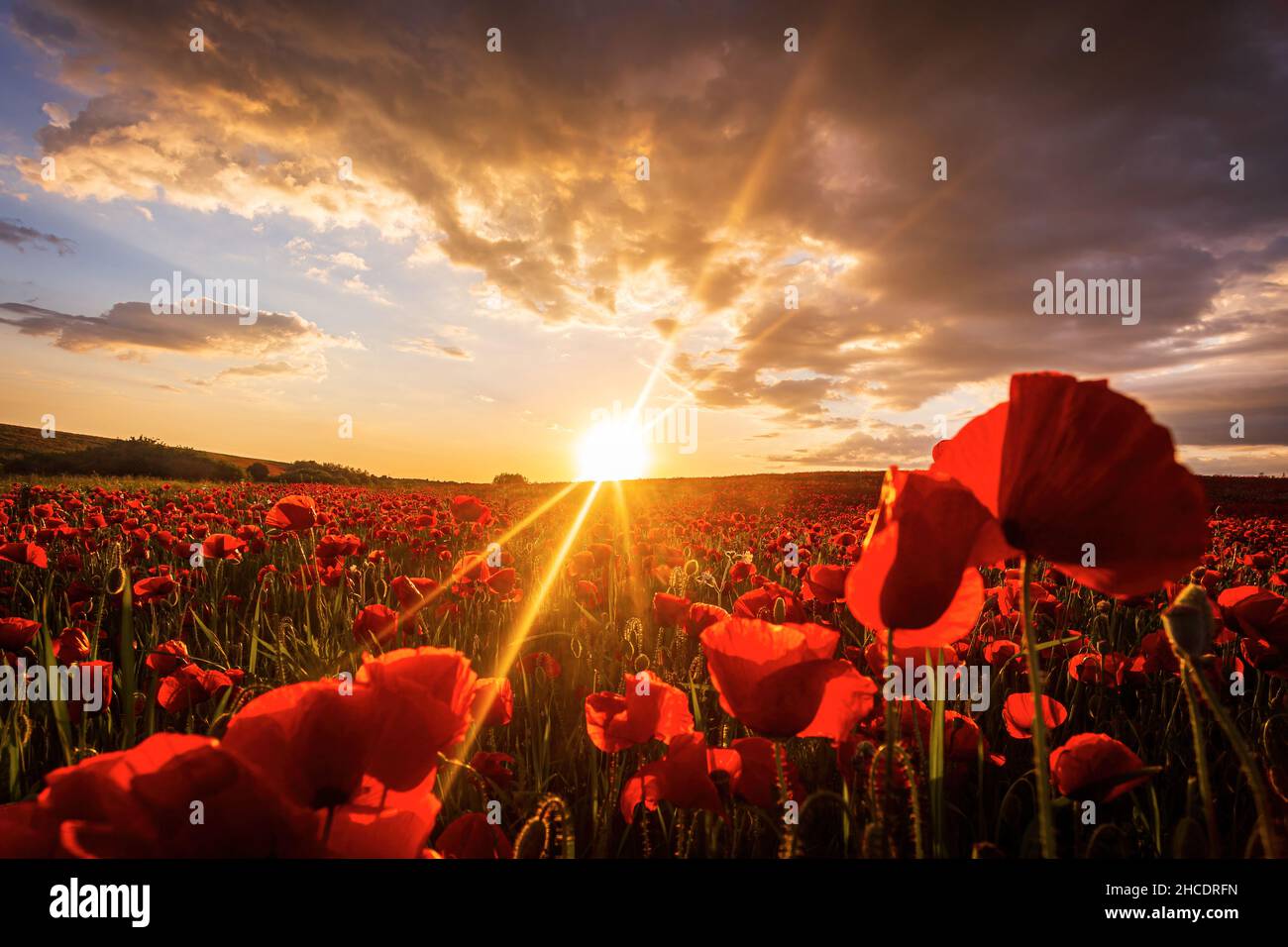 Beautiful red poppies sunset hi-res stock photography and images - Alamy
