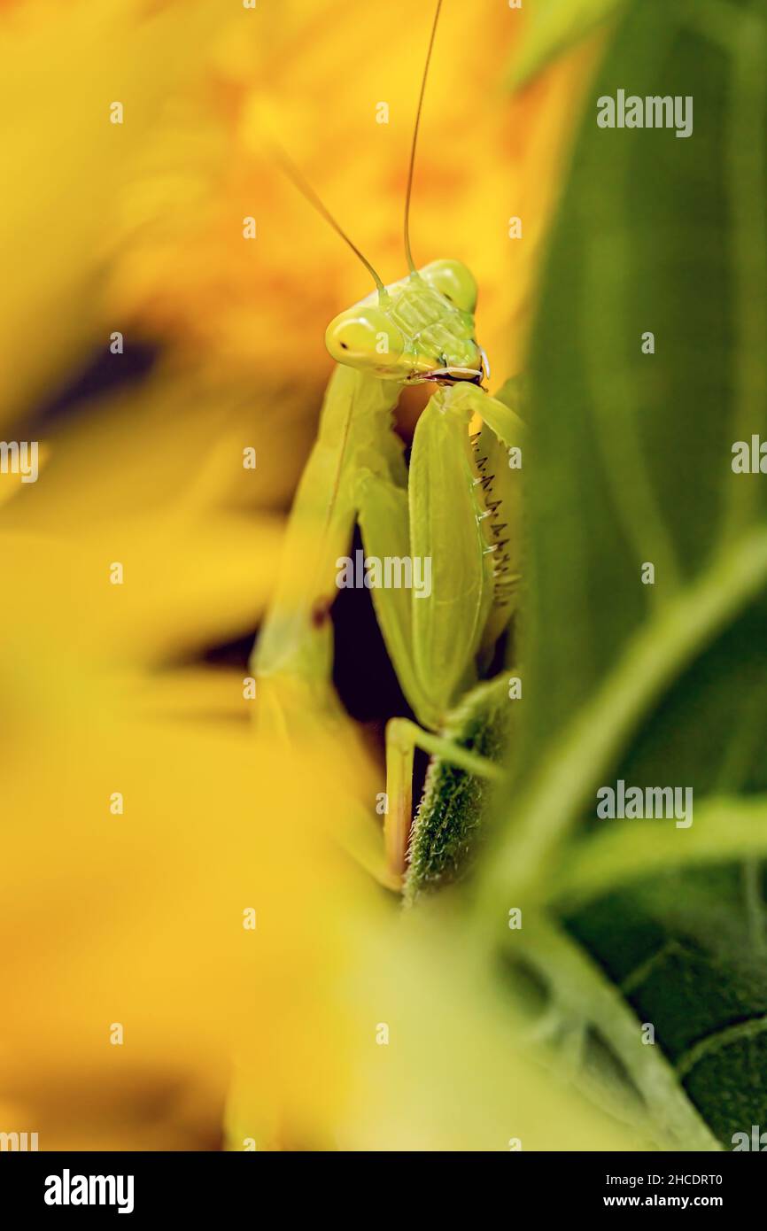 Roman head spike hi-res stock photography and images - Alamy