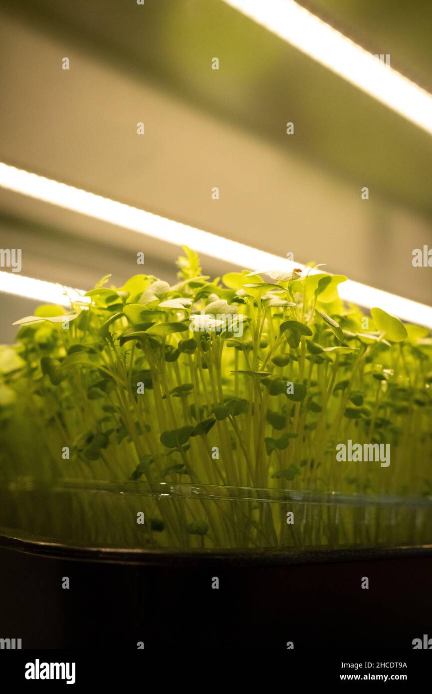 Belgium, Brussels, 2020-11-03. URBI Leaf, an urban farm dedicated to ...