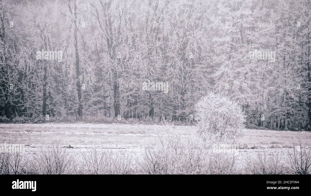 Cold winter scenery of forest trees covered with rime Stock Photo - Alamy