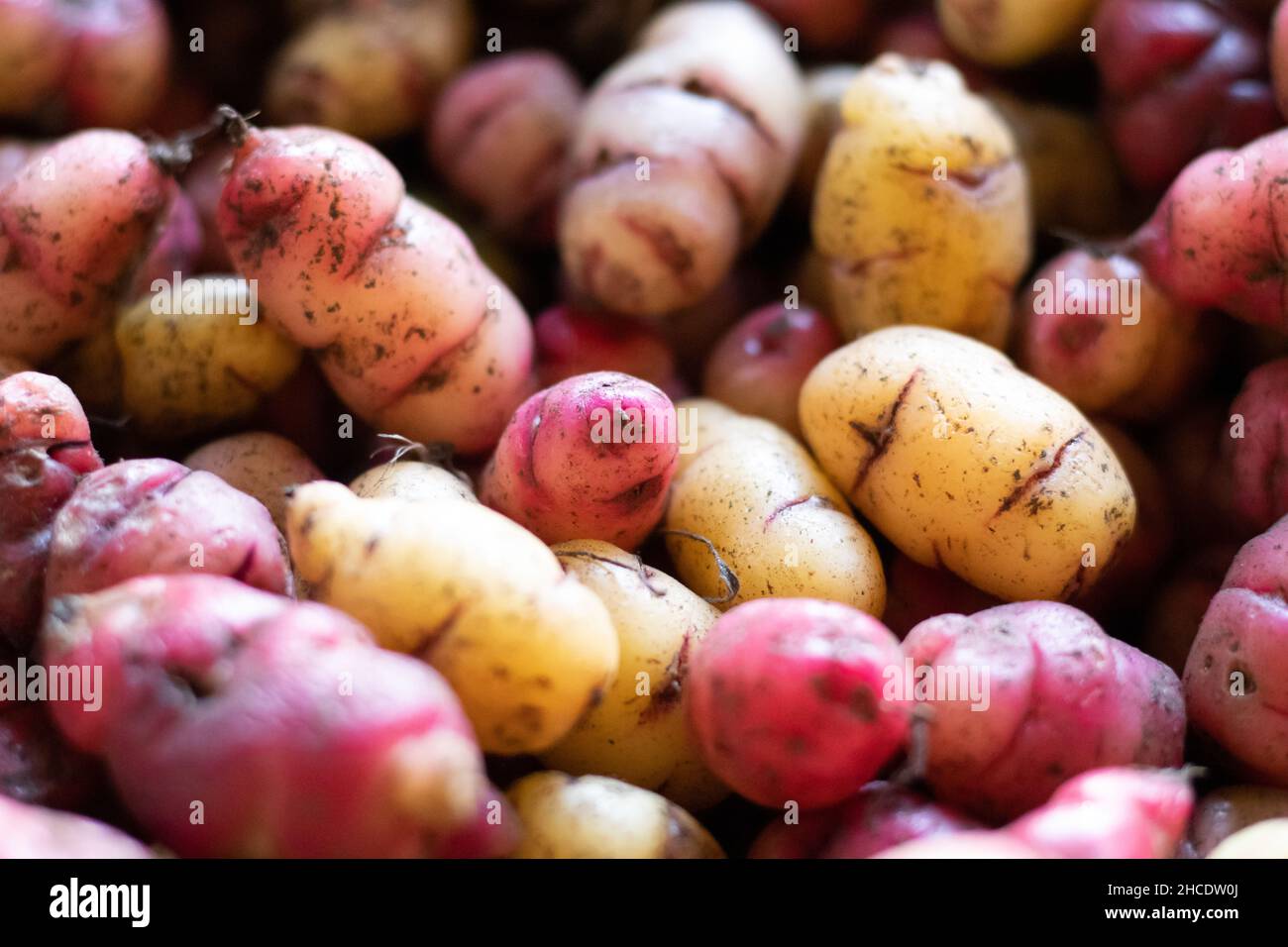 Pile raw potatoes harvest close hi-res stock photography and images - Alamy