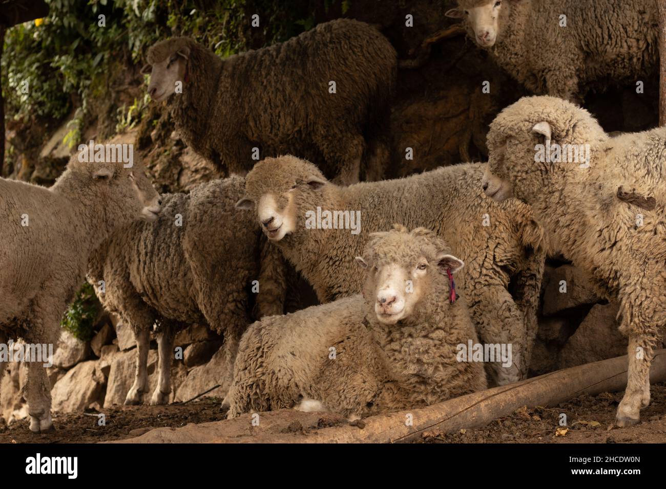 Herd of dirty brown sheep on a farm in Peru Stock Photo - Alamy