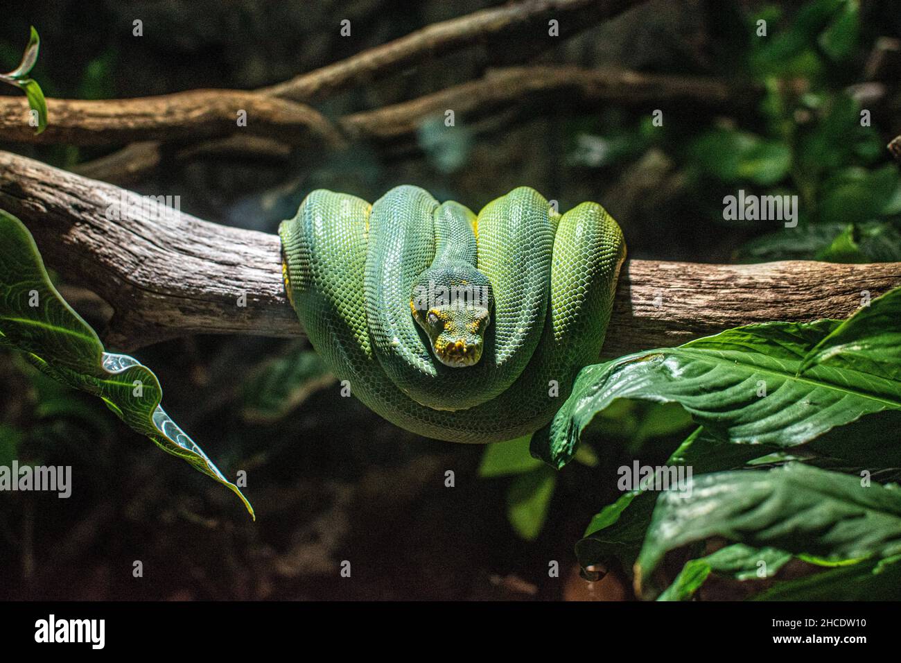Snake resting on a branch hi-res stock photography and images - Alamy