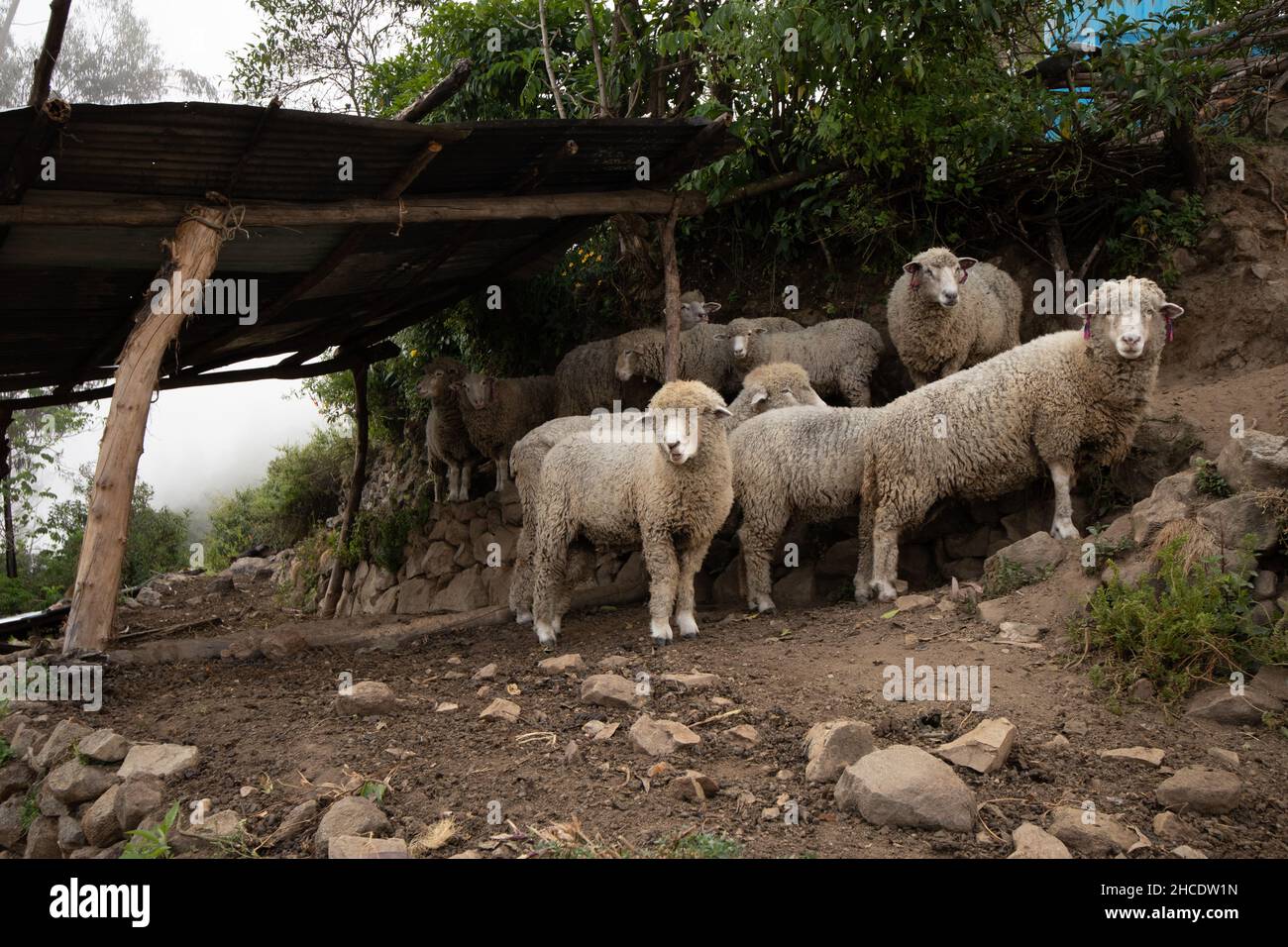 Herd dirty hi-res stock photography and images - Alamy
