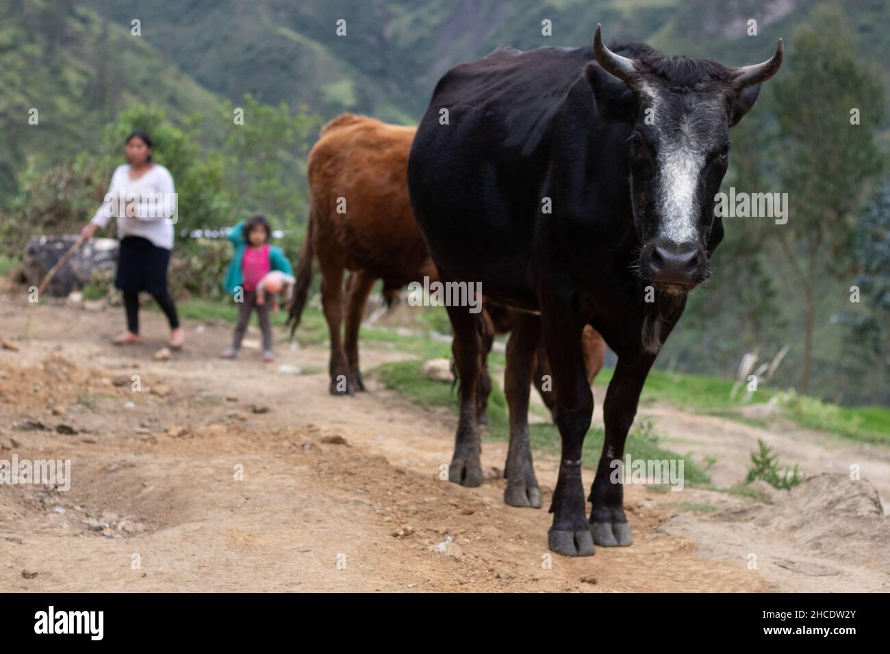 Large black bull being walked by a female farmer and her child Stock ...