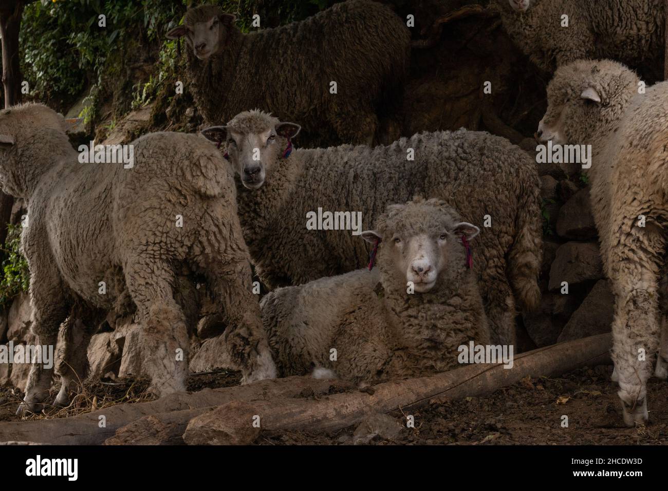 Herd of dirty brown sheep on a farm Stock Photo - Alamy