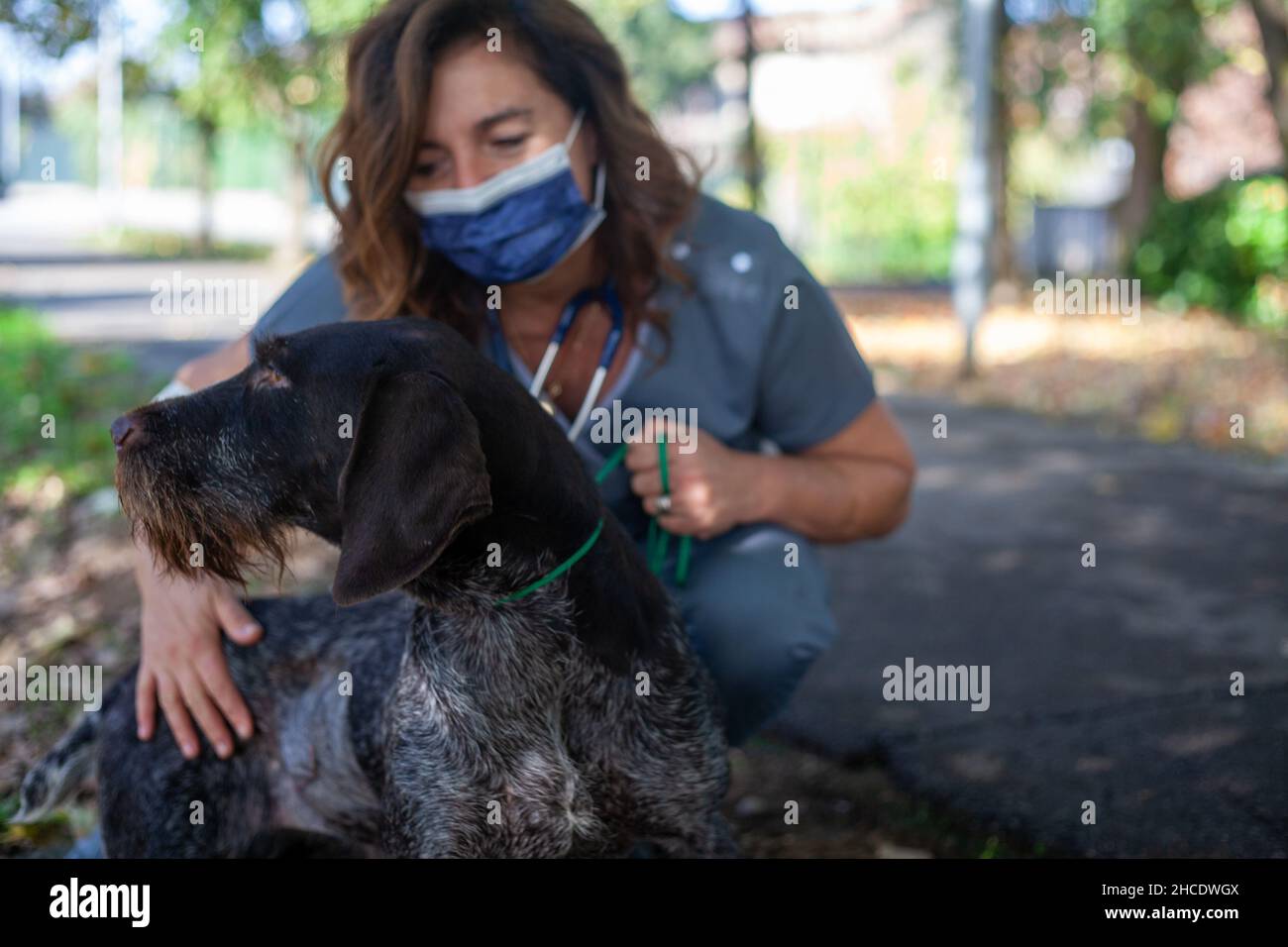 Female Caucasian veterinarian with a brown German Wirehaired Pointer ...