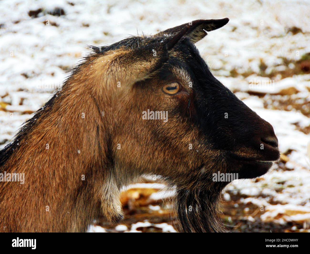 goat at farm in the winter Stock Photo - Alamy