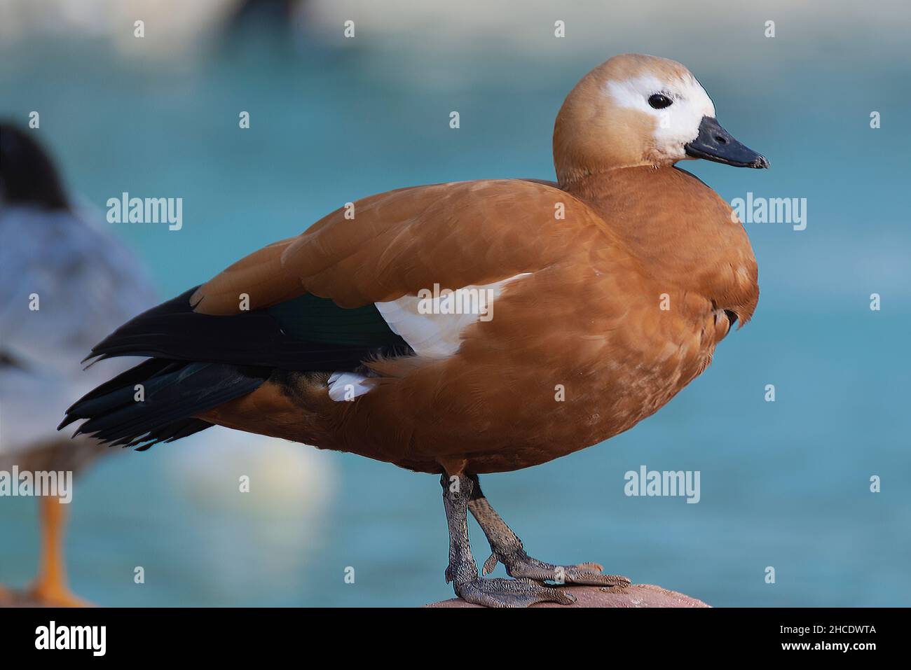 Dove duck hi-res stock photography and images - Alamy