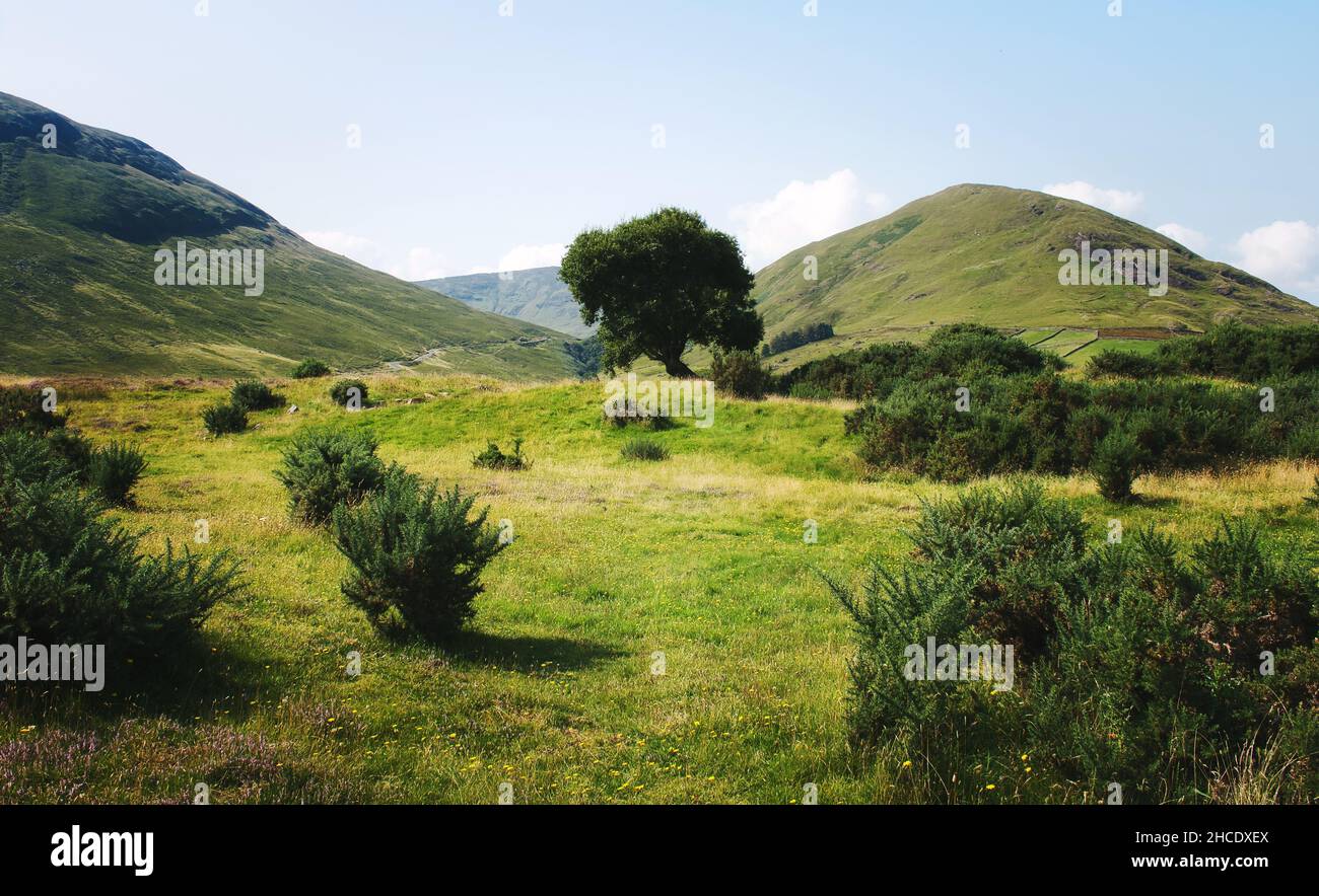 Beautiful landscape scenery with green hills and lonely tree by Loch na ...