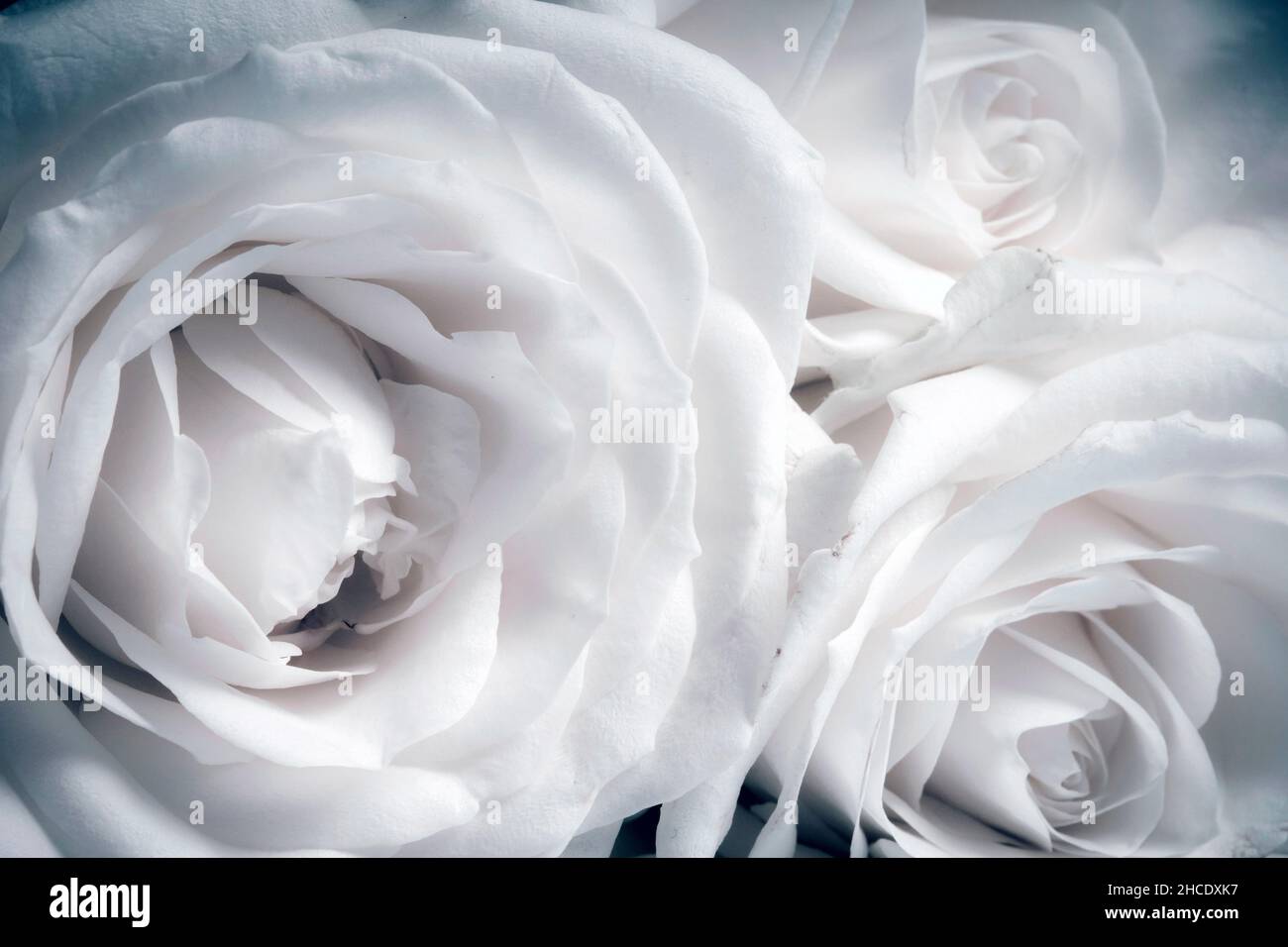 romantic soft white roses wall art background Stock Photo - Alamy