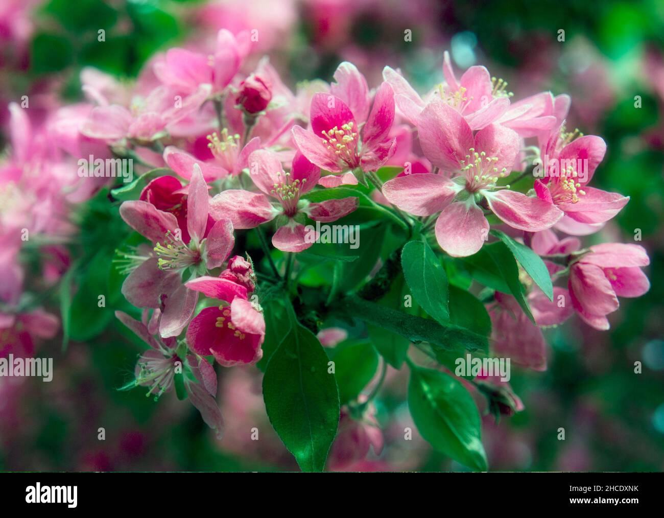 pink shrub roses Stock Photo - Alamy